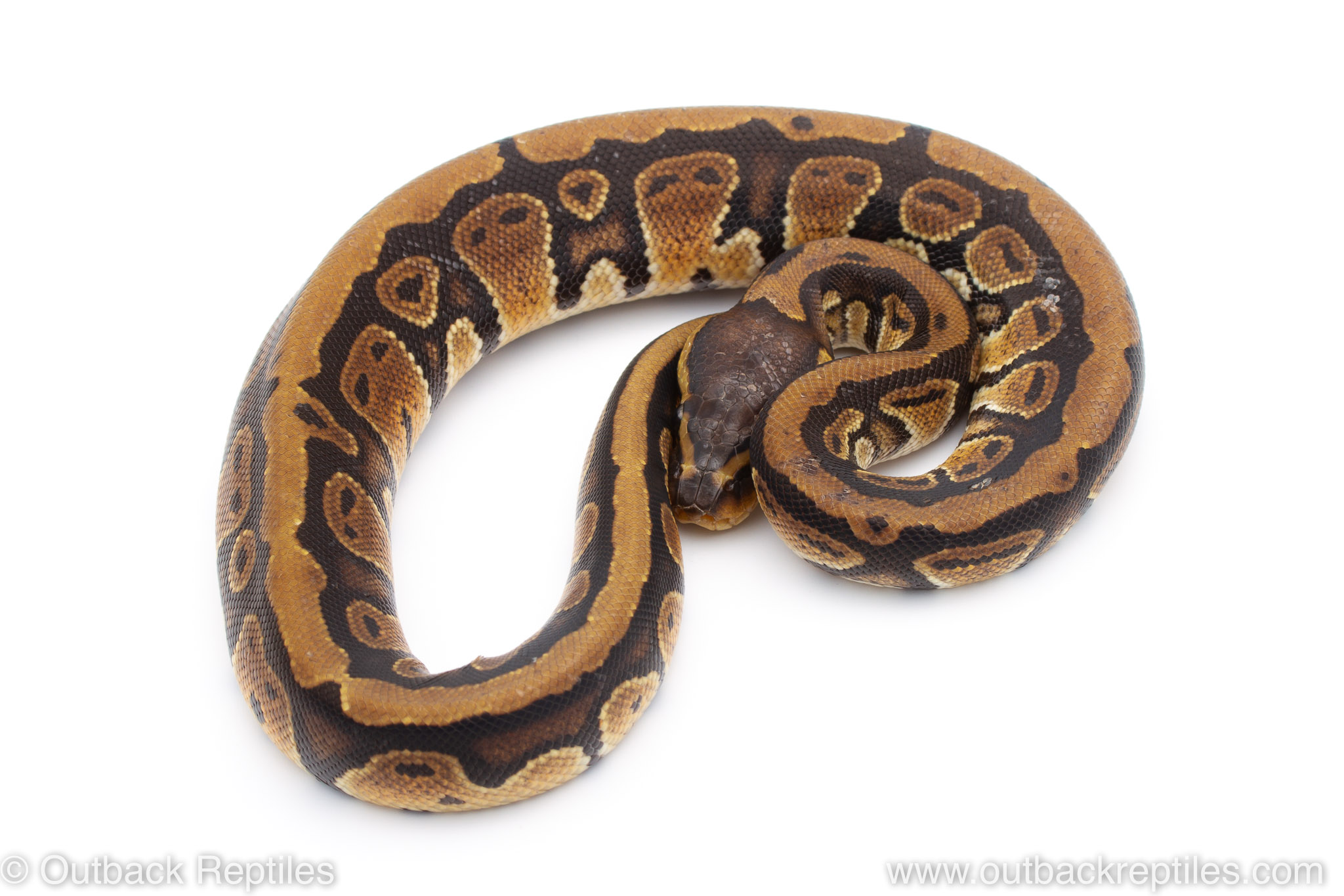 Out of Africa Ball Pythons | Outback Reptiles