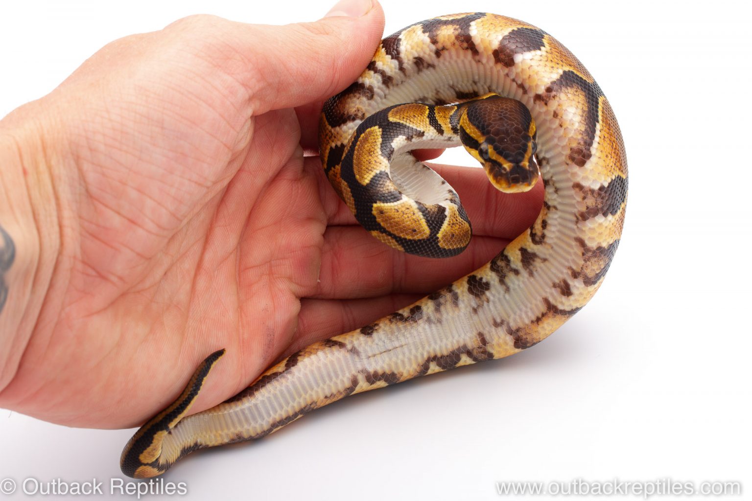 Out of Africa Ball Pythons | Outback Reptiles