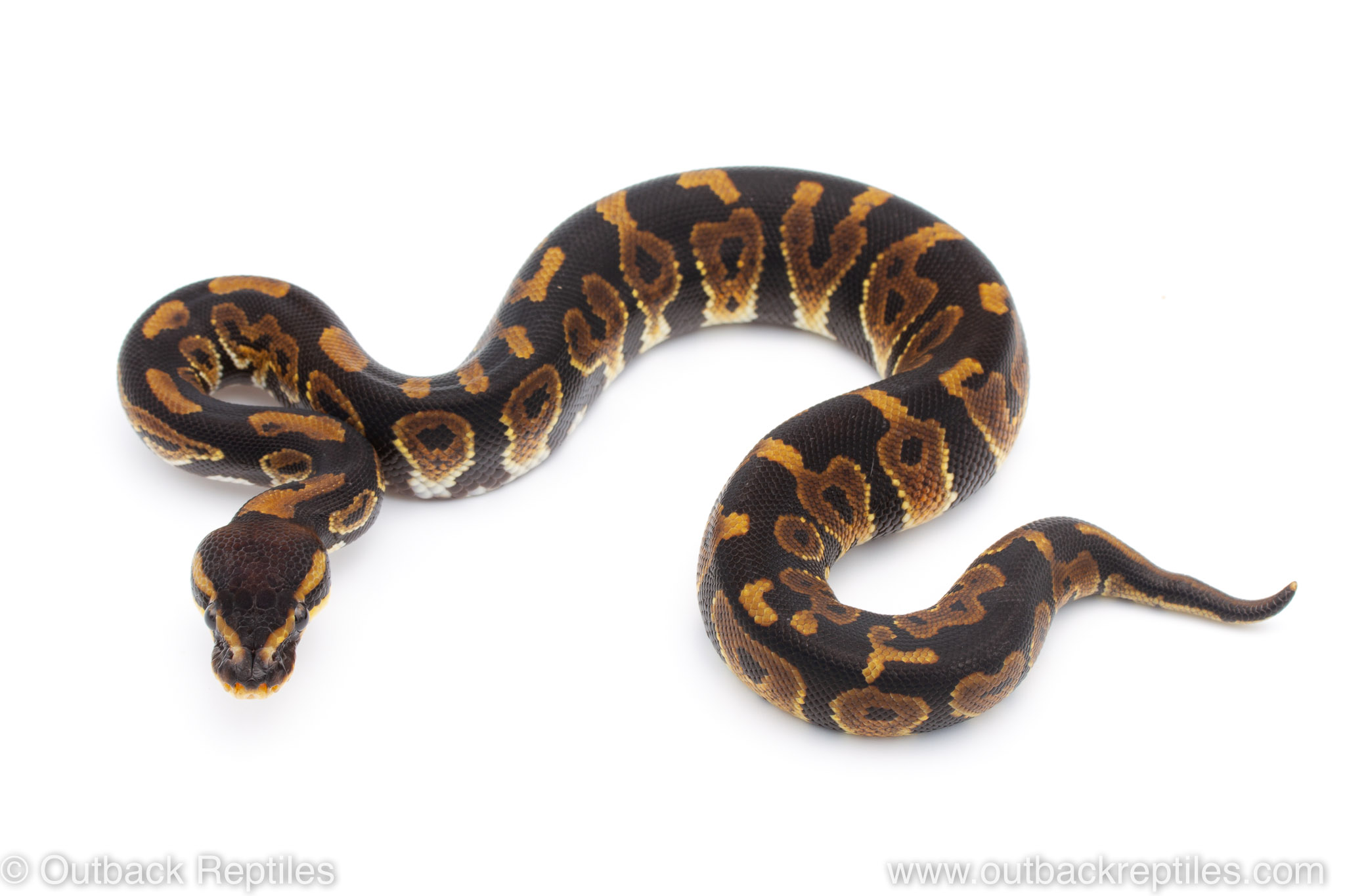 Outback Reptiles - Live Reptiles for Sale!