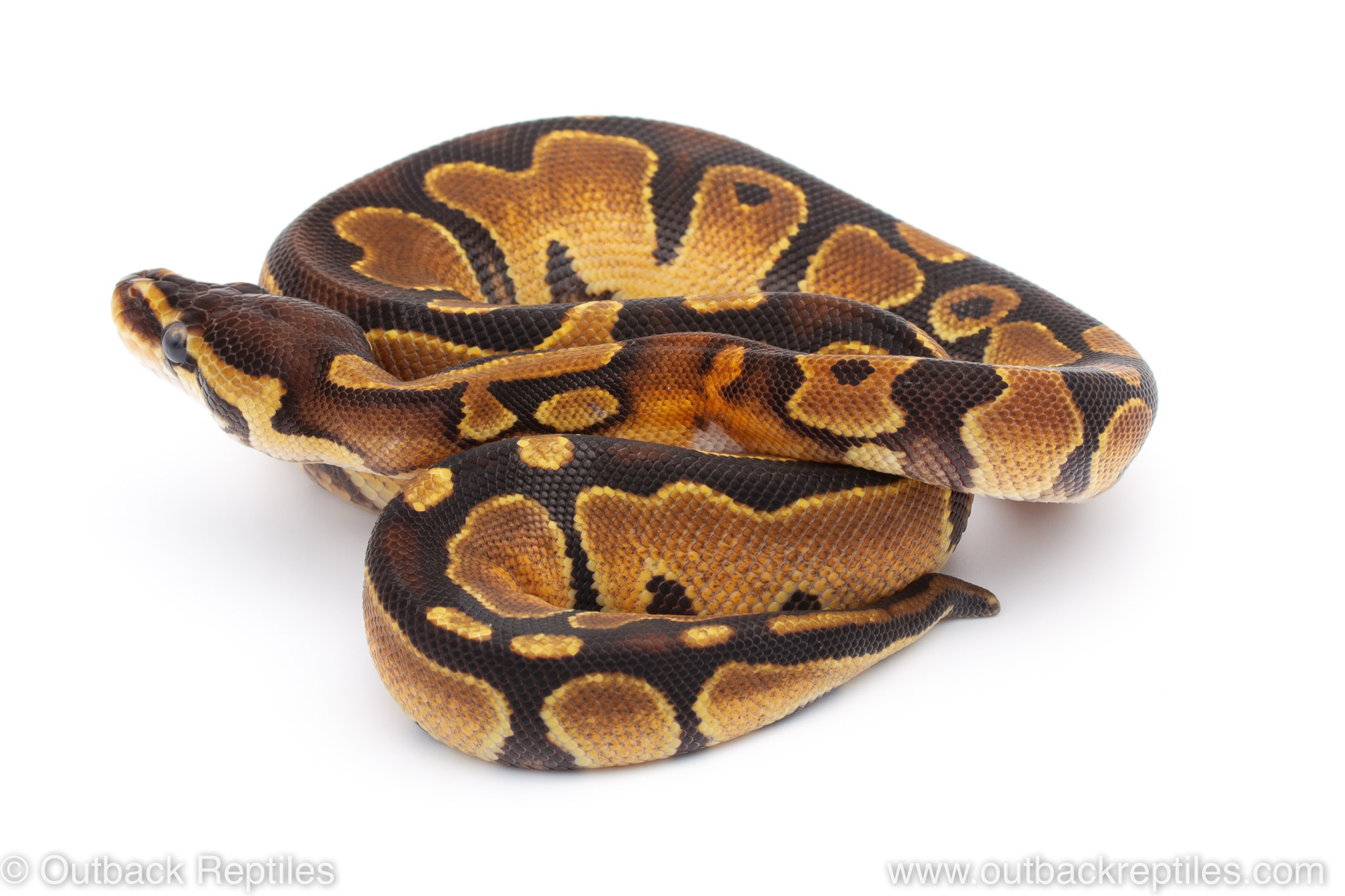 Outback Reptiles - Live Reptiles for Sale! | Outback Reptiles