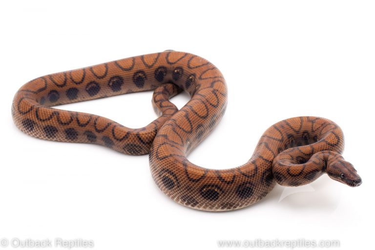 Ball Pythons for Sale | Outback Reptiles