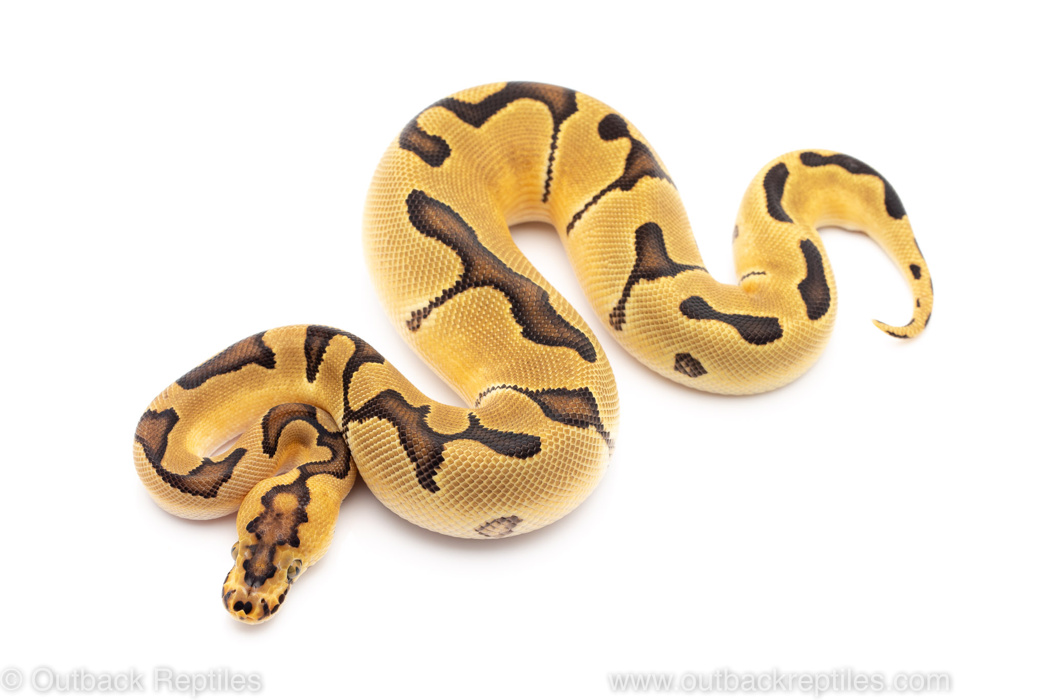 Enchi CLown 1 | Outback Reptiles
