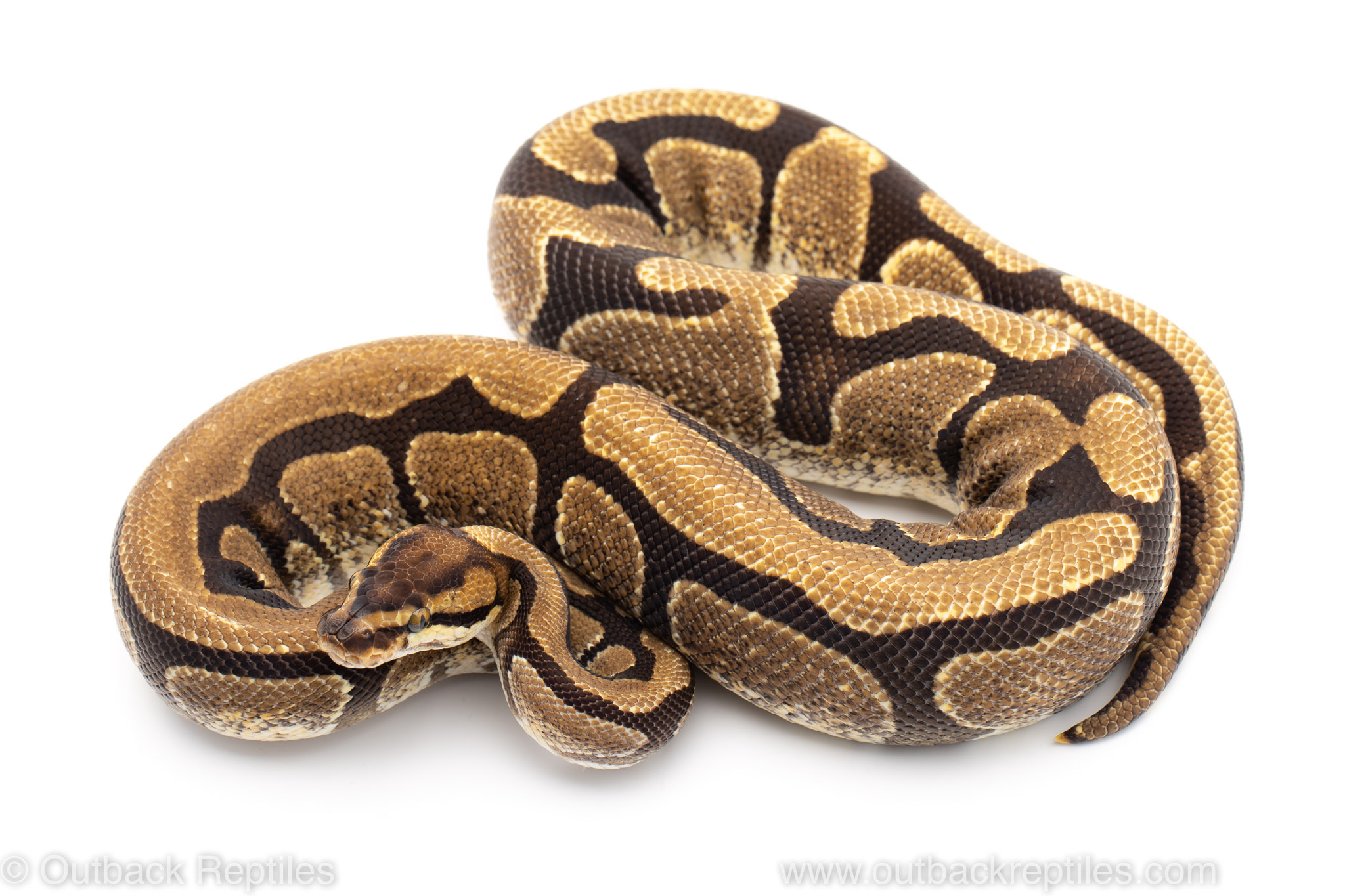 Enchi | Outback Reptiles