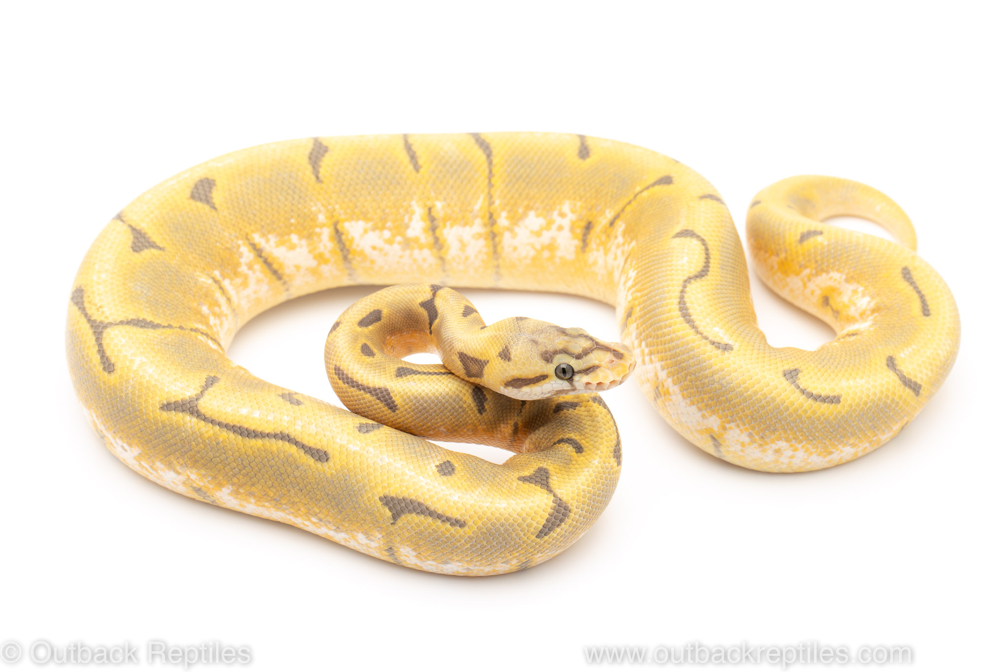 Ghost Stinger Bee | Outback Reptiles