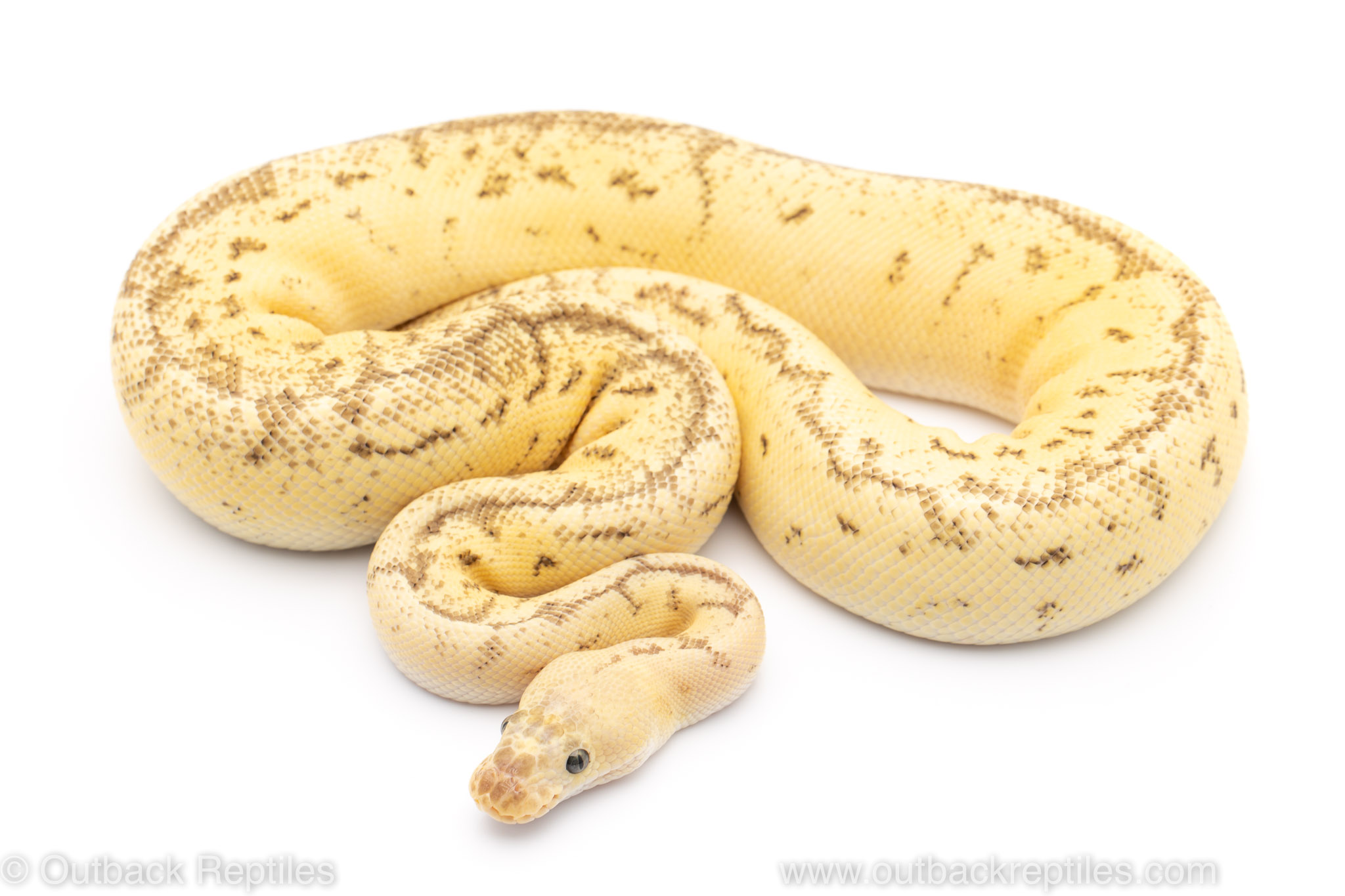 Killer Blast Ball Python