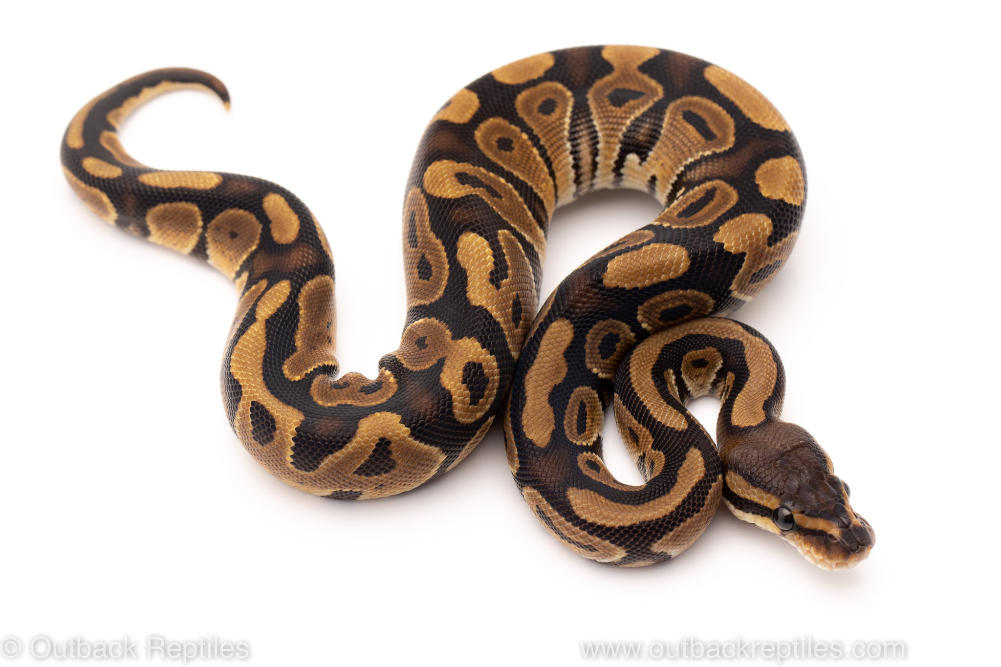 Outback Reptiles - Live Reptiles for Sale!