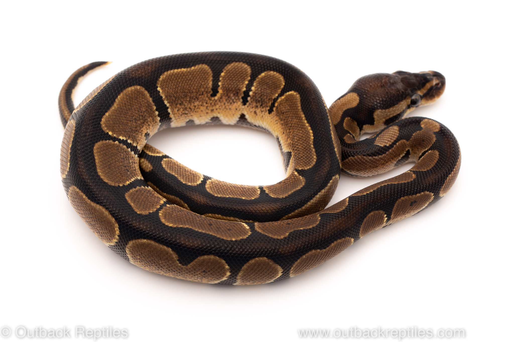 Outback Reptiles - Live Reptiles for Sale!