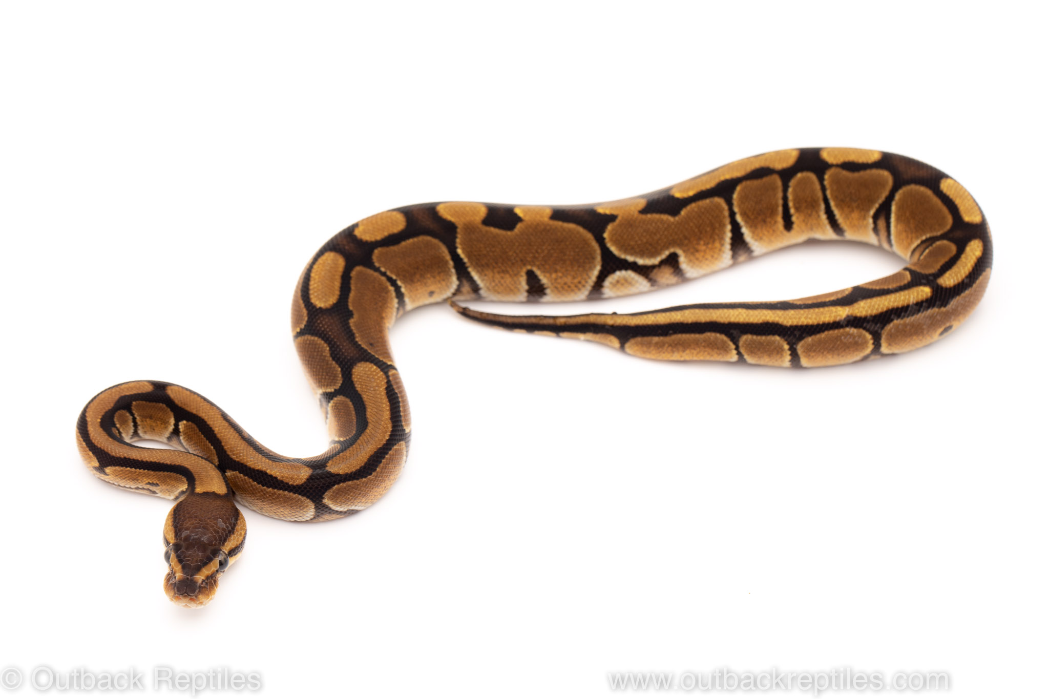 Outback Reptiles - Live Reptiles for Sale!