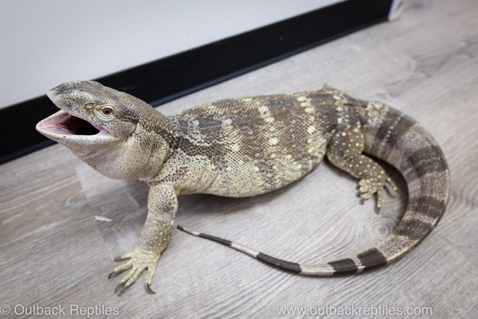 Monitors | Outback Reptiles