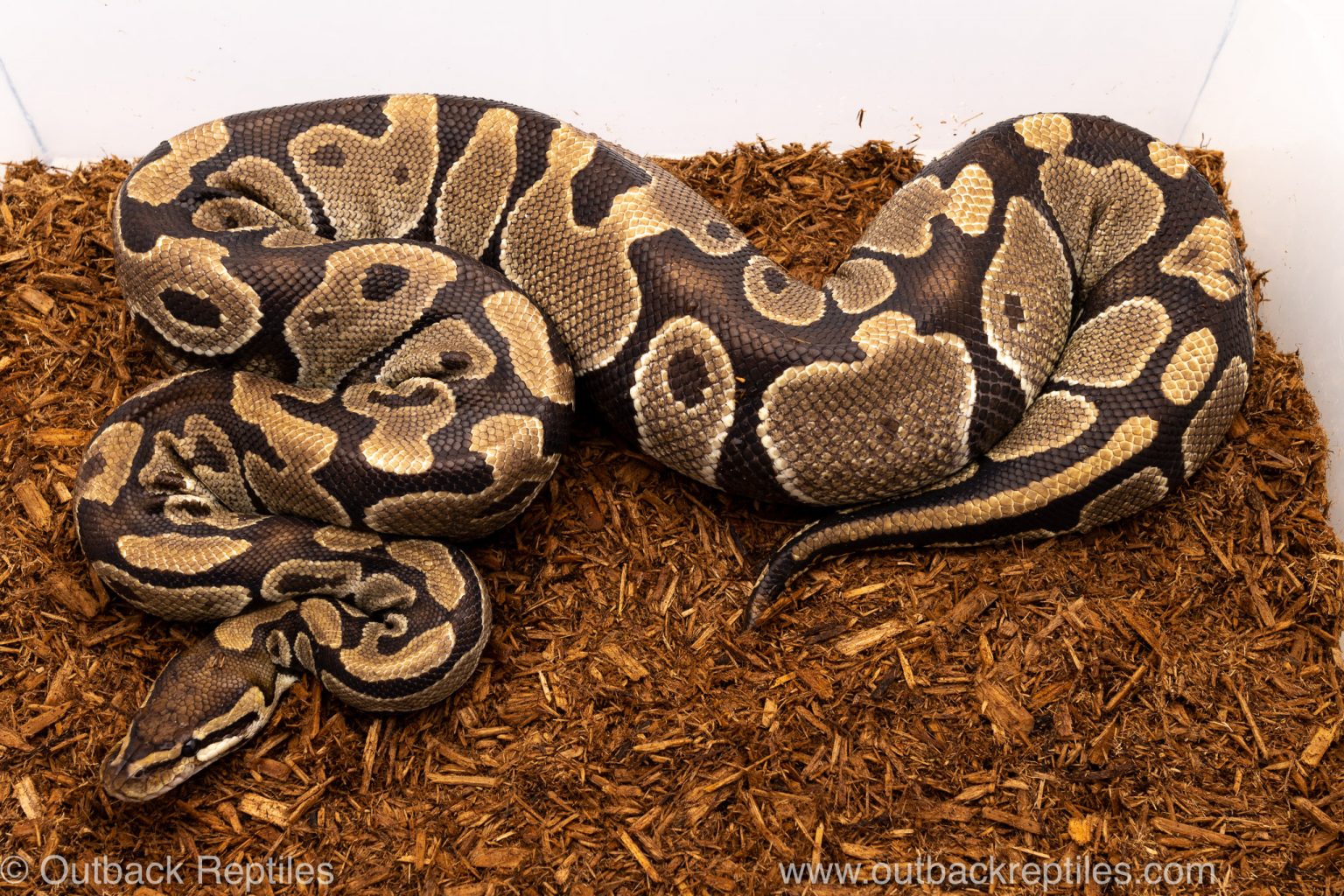 Volta Ball Python for sale | Outback Reptiles