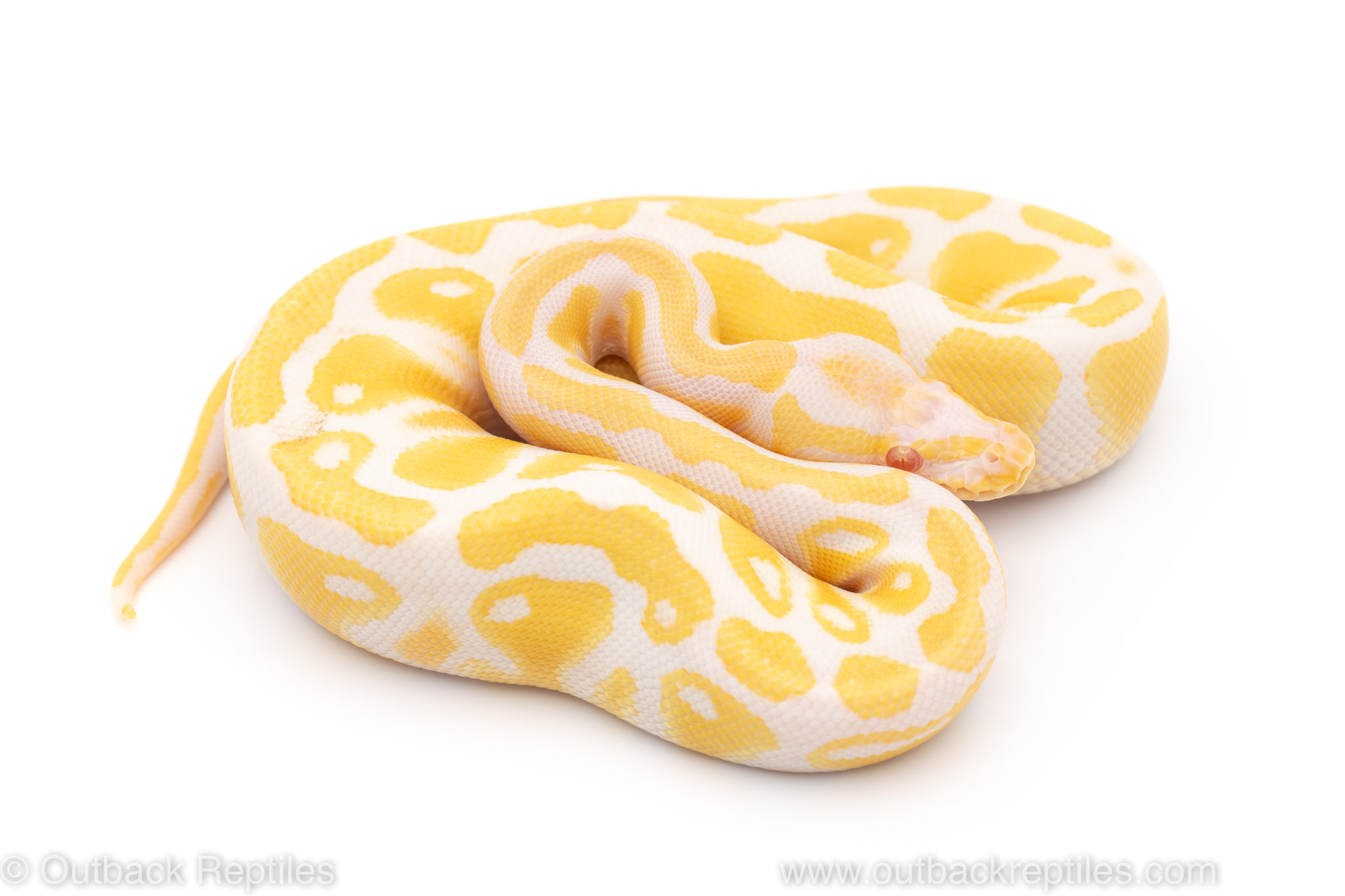 Pied Ball Pythons | Outback Reptiles