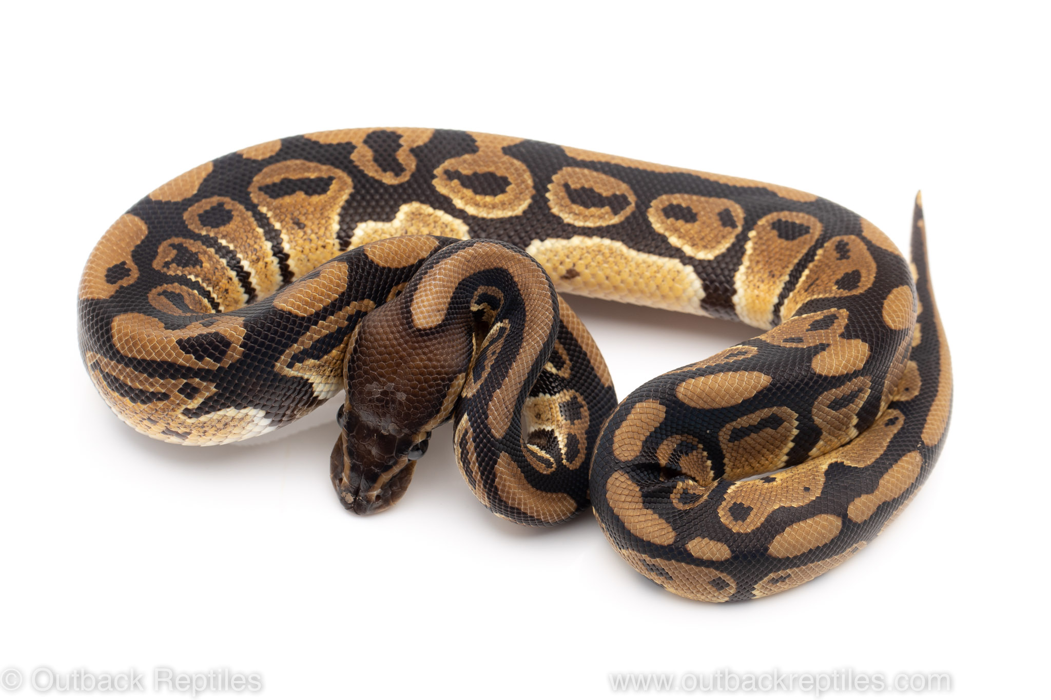 Outback Reptiles - Live Reptiles for Sale!