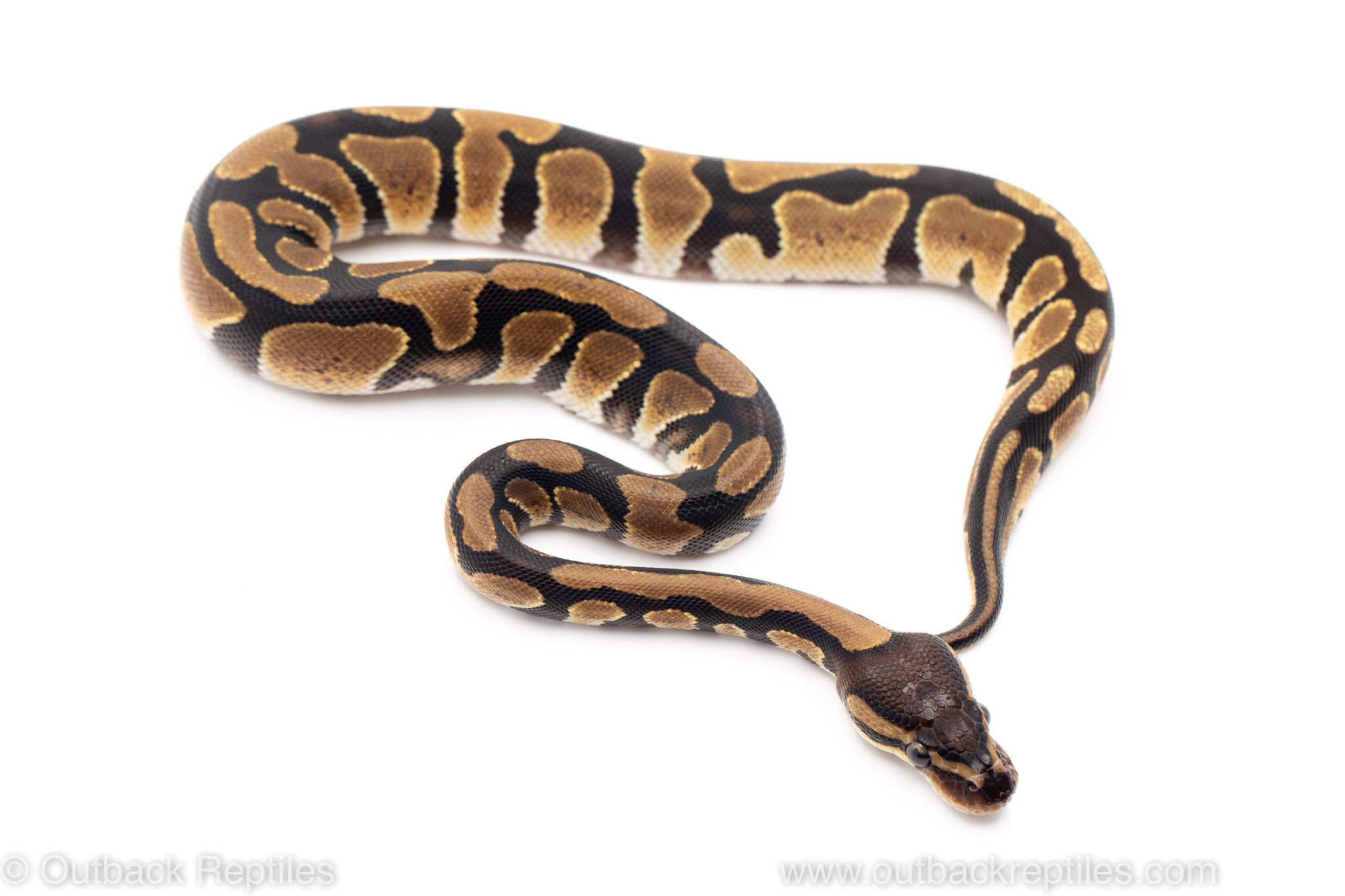Out of Africa Ball Pythons | Outback Reptiles