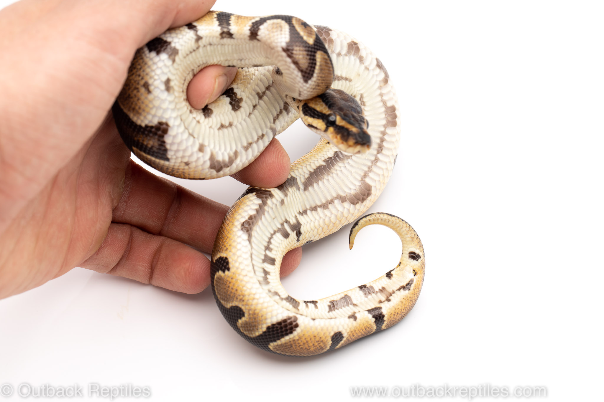 Outback Reptiles - Live Reptiles for Sale!