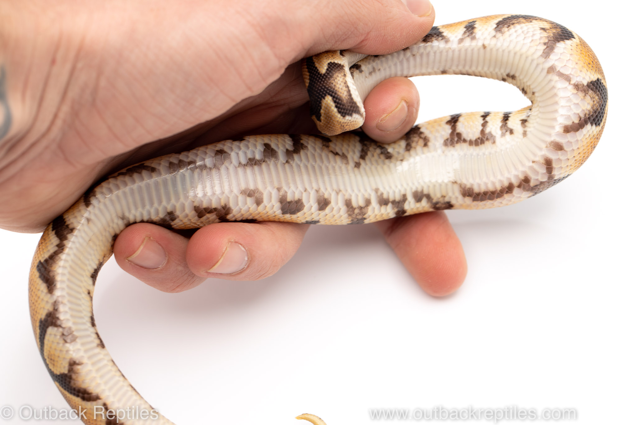 Outback Reptiles - Live Reptiles for Sale!