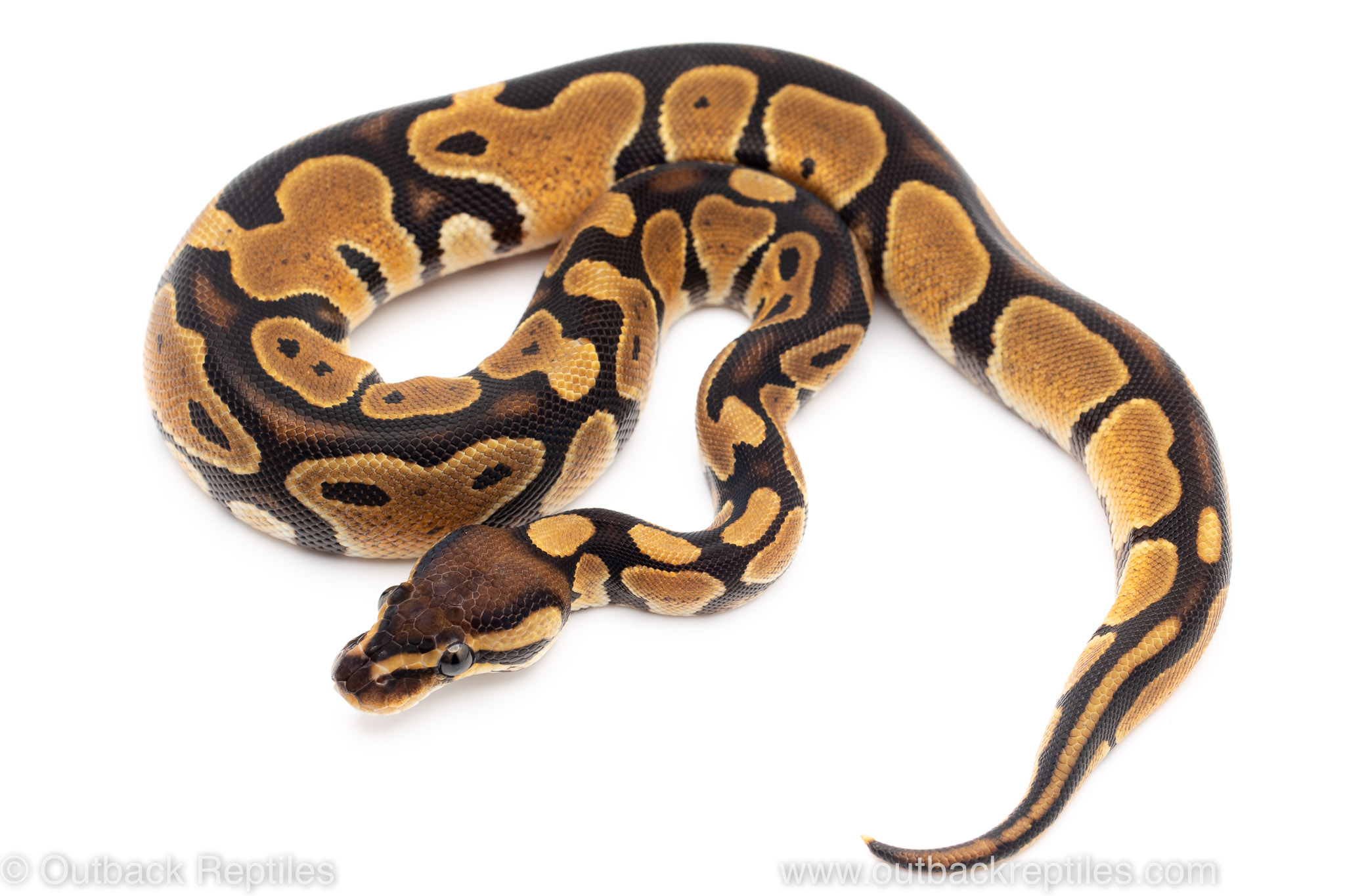 Outback Reptiles - Live Reptiles for Sale!