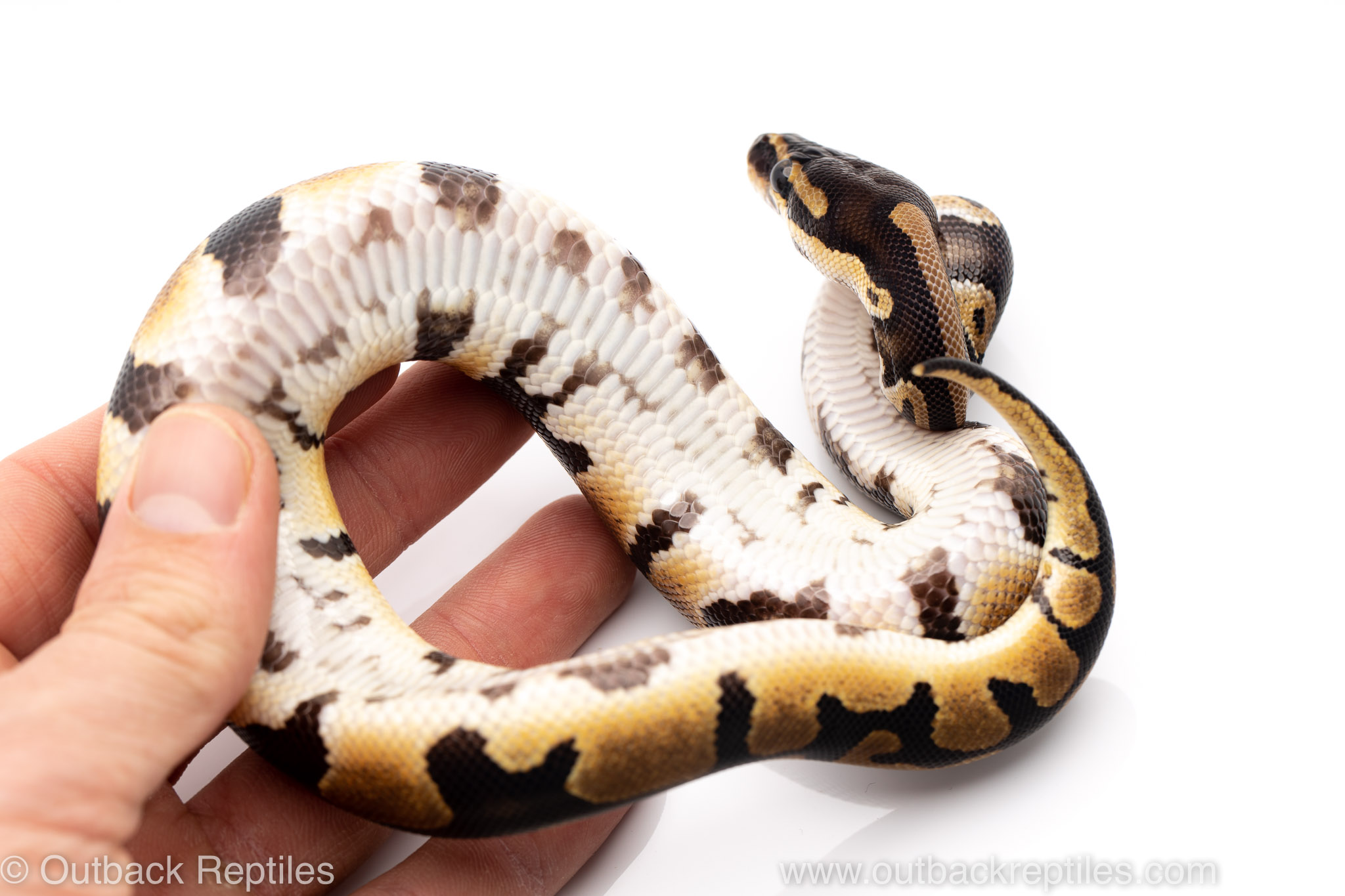 Africa Dinker 12-3 | Outback Reptiles