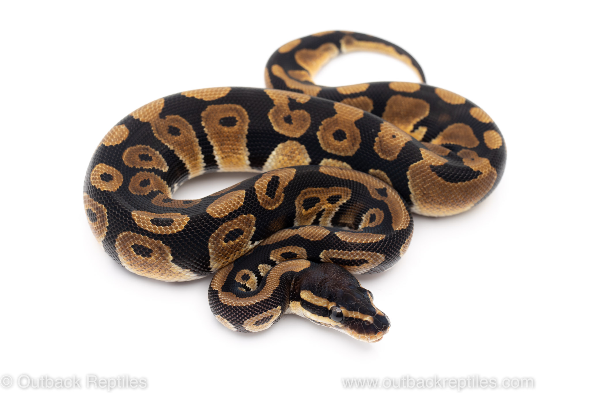 Outback Reptiles - Live Reptiles for Sale!