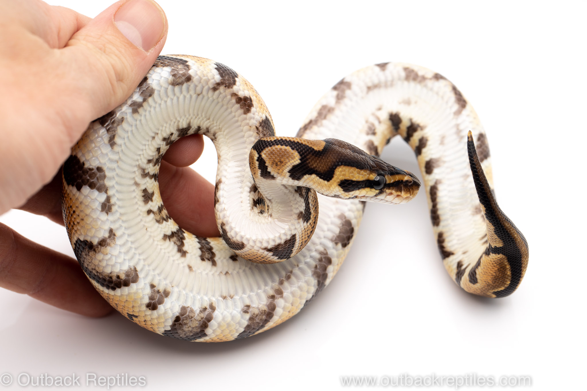 Outback Reptiles - Live Reptiles for Sale!