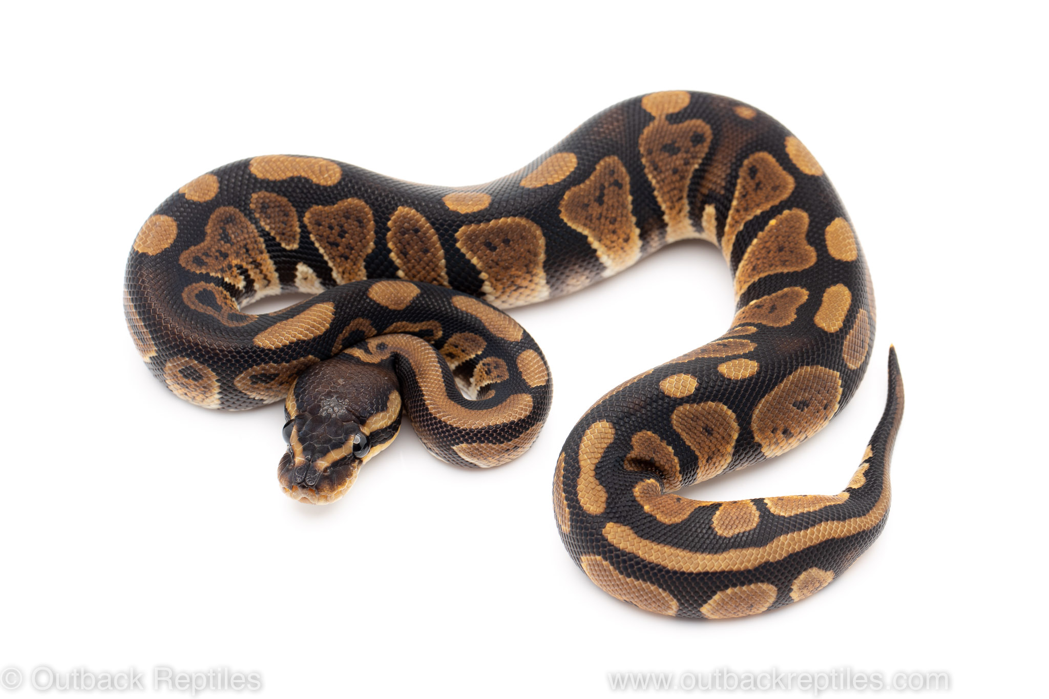 Outback Reptiles - Live Reptiles for Sale!