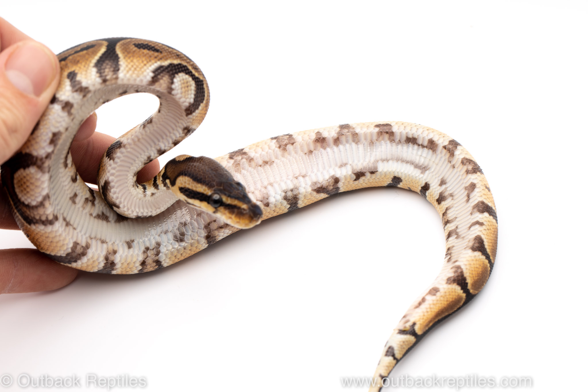 Outback Reptiles - Live Reptiles for Sale!