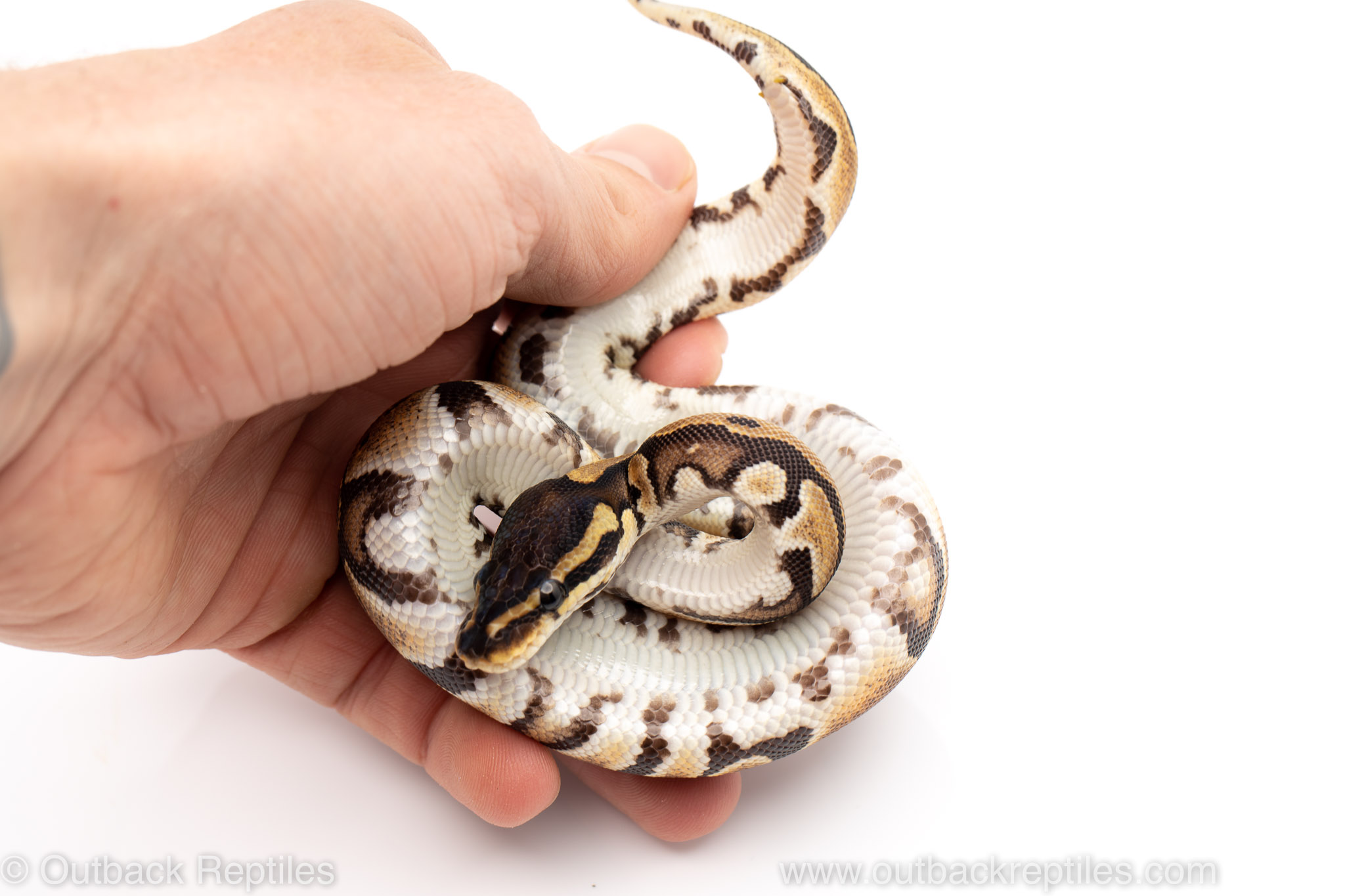 Outback Reptiles - Live Reptiles for Sale!