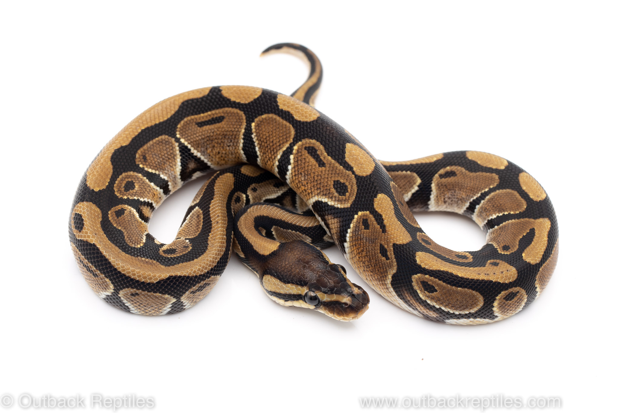 Outback Reptiles - Live Reptiles for Sale!