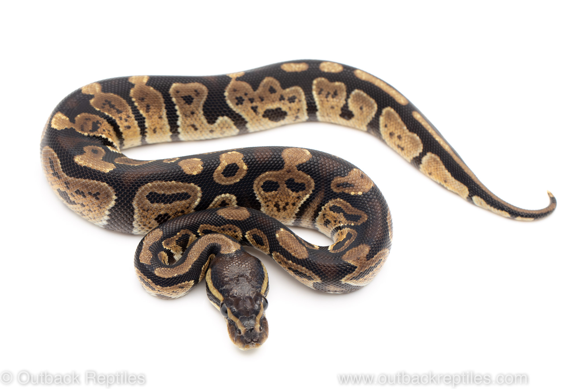 Outback Reptiles - Live Reptiles for Sale!