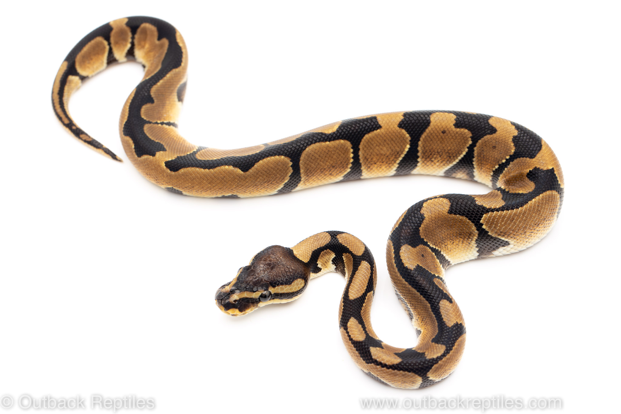 Outback Reptiles - Live Reptiles for Sale!