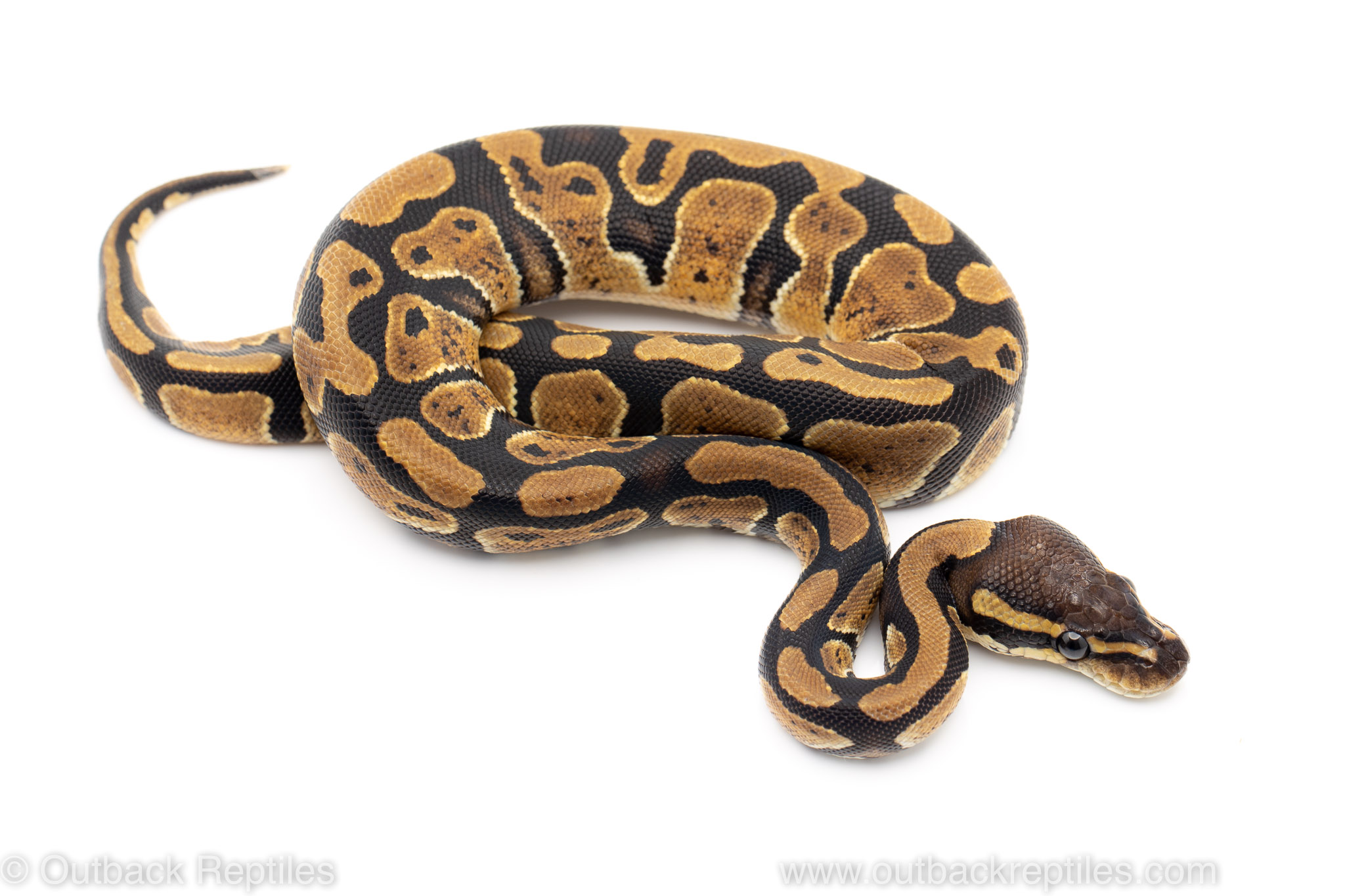 Outback Reptiles - Live Reptiles for Sale!