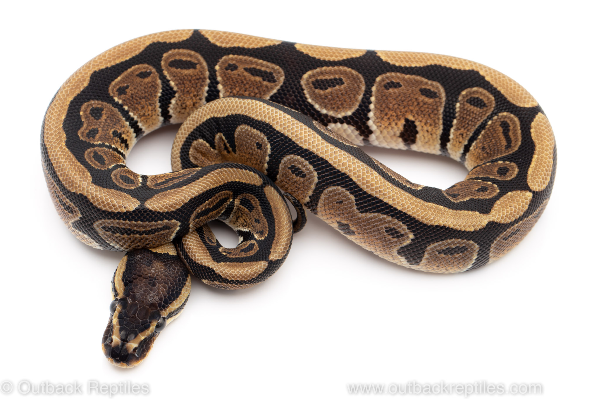 Out of Africa Ball Pythons | Outback Reptiles