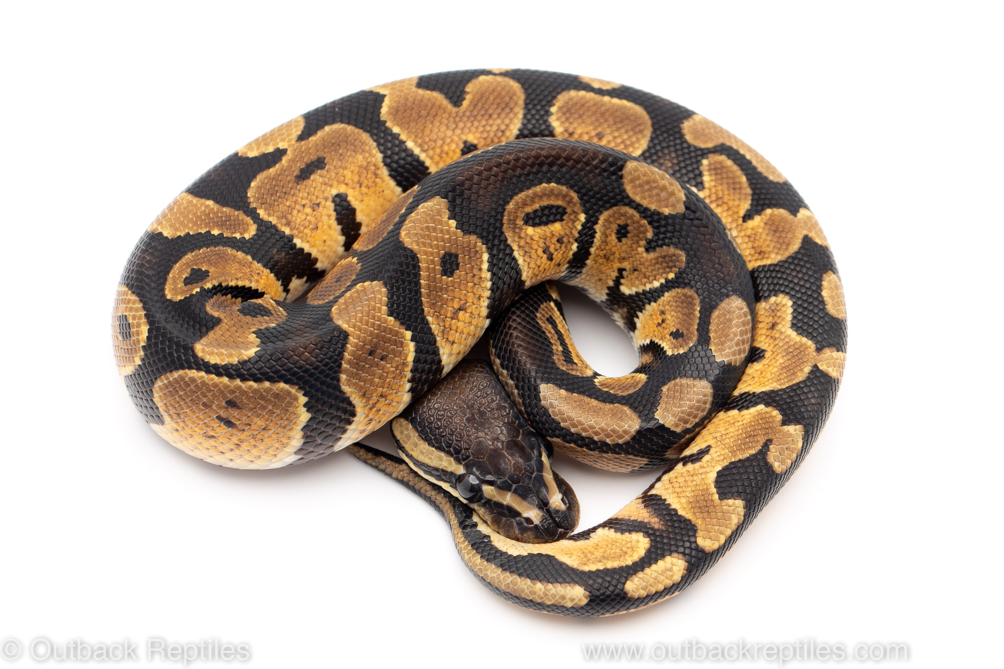 Outback Reptiles - Live Reptiles for Sale! | Outback Reptiles