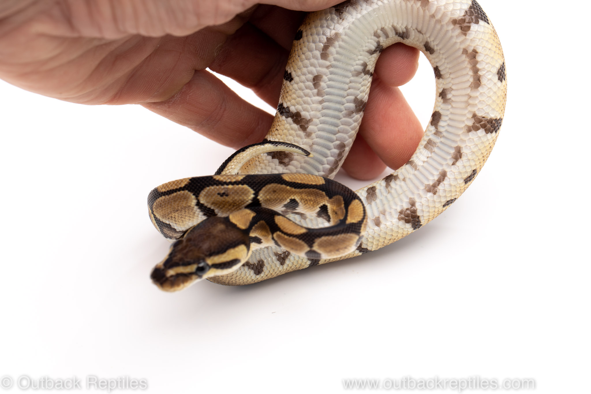Outback Reptiles - Live Reptiles for Sale!