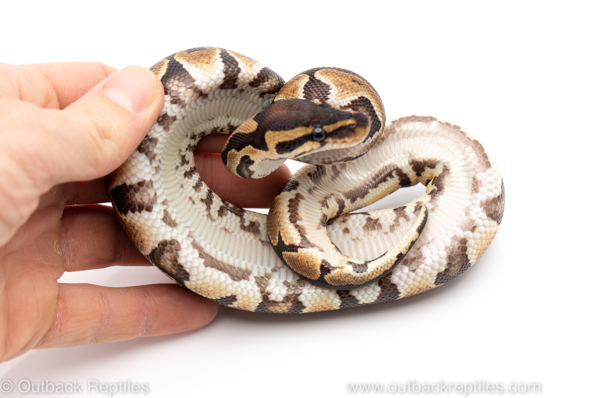 Outback Reptiles - Live Reptiles for Sale!