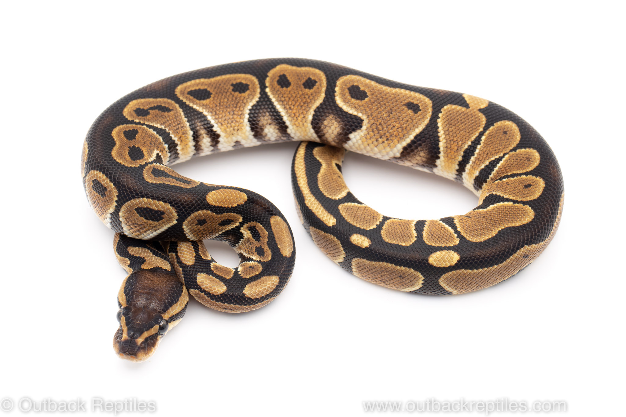 Outback Reptiles - Live Reptiles for Sale!