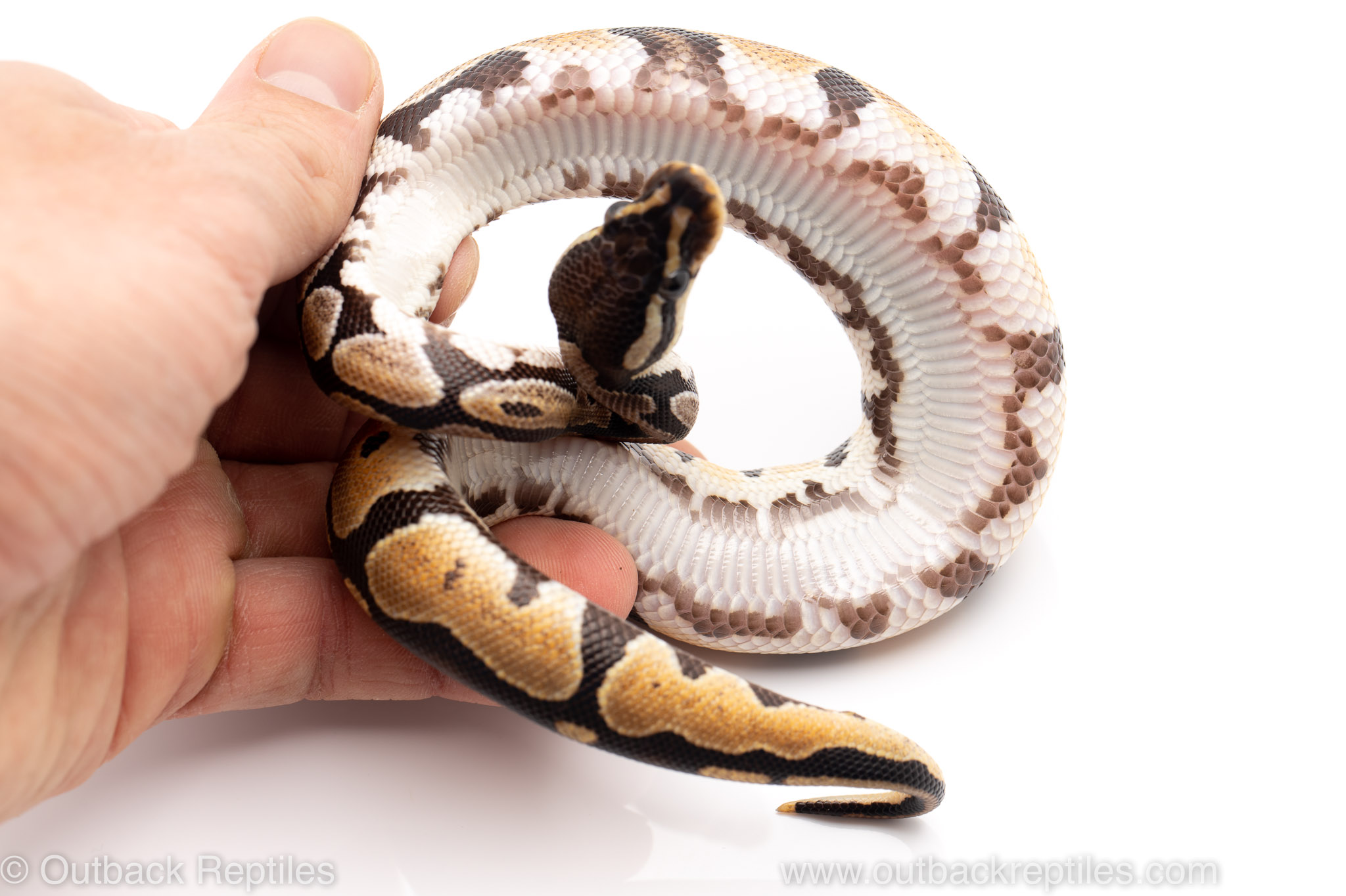 Outback Reptiles - Live Reptiles for Sale!