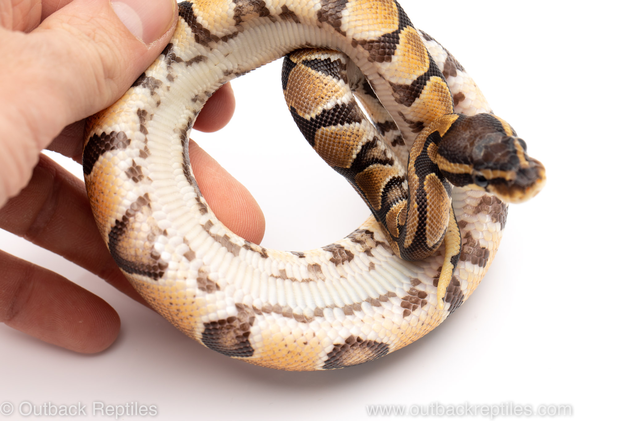 Outback Reptiles - Live Reptiles for Sale!