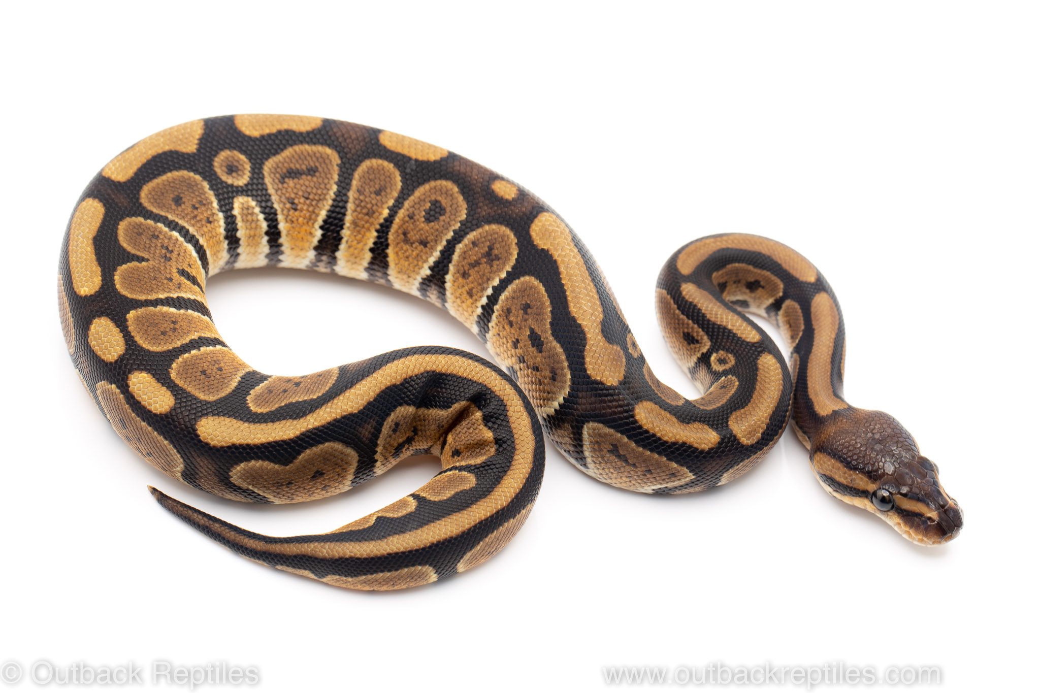 Outback Reptiles - Live Reptiles for Sale!