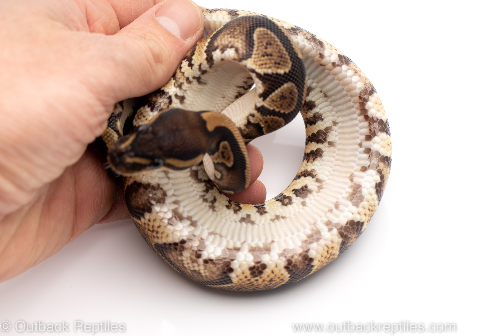 Outback Reptiles - Live Reptiles for Sale!