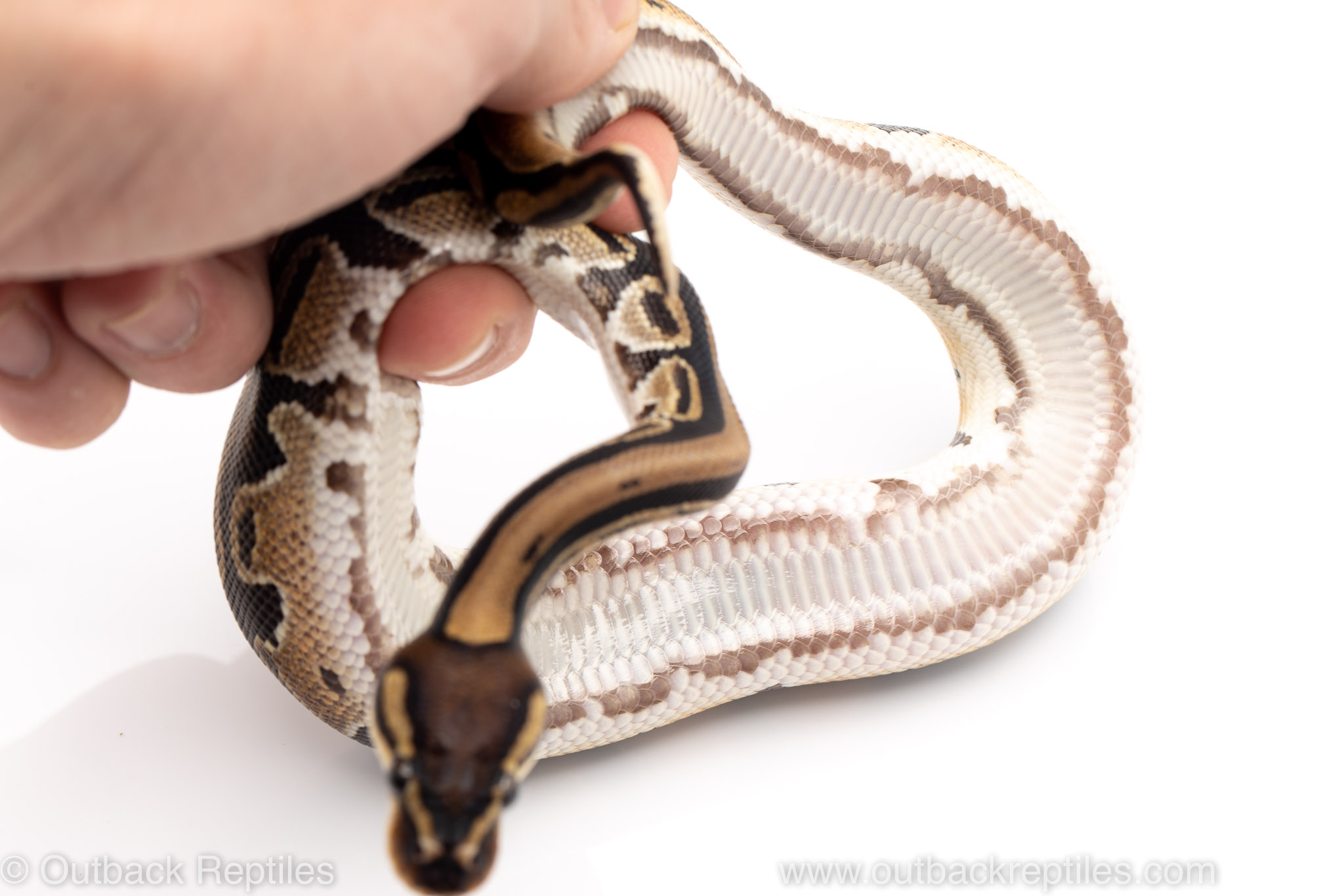 Outback Reptiles - Live Reptiles for Sale!