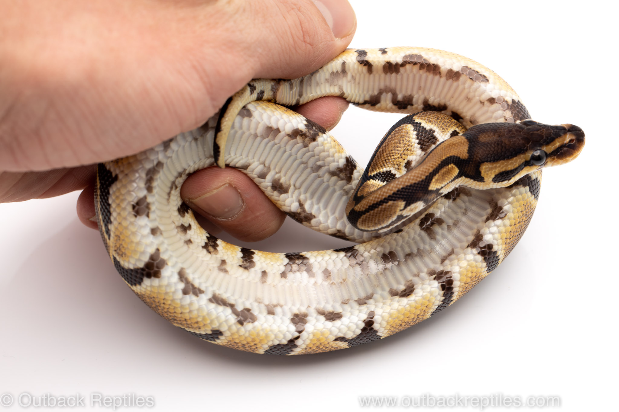 Outback Reptiles - Live Reptiles for Sale!