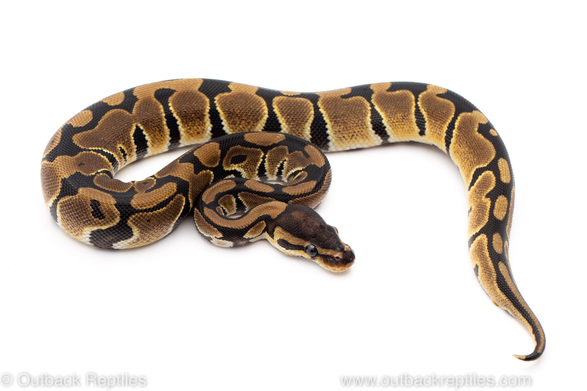 Outback Reptiles - Live Reptiles for Sale!