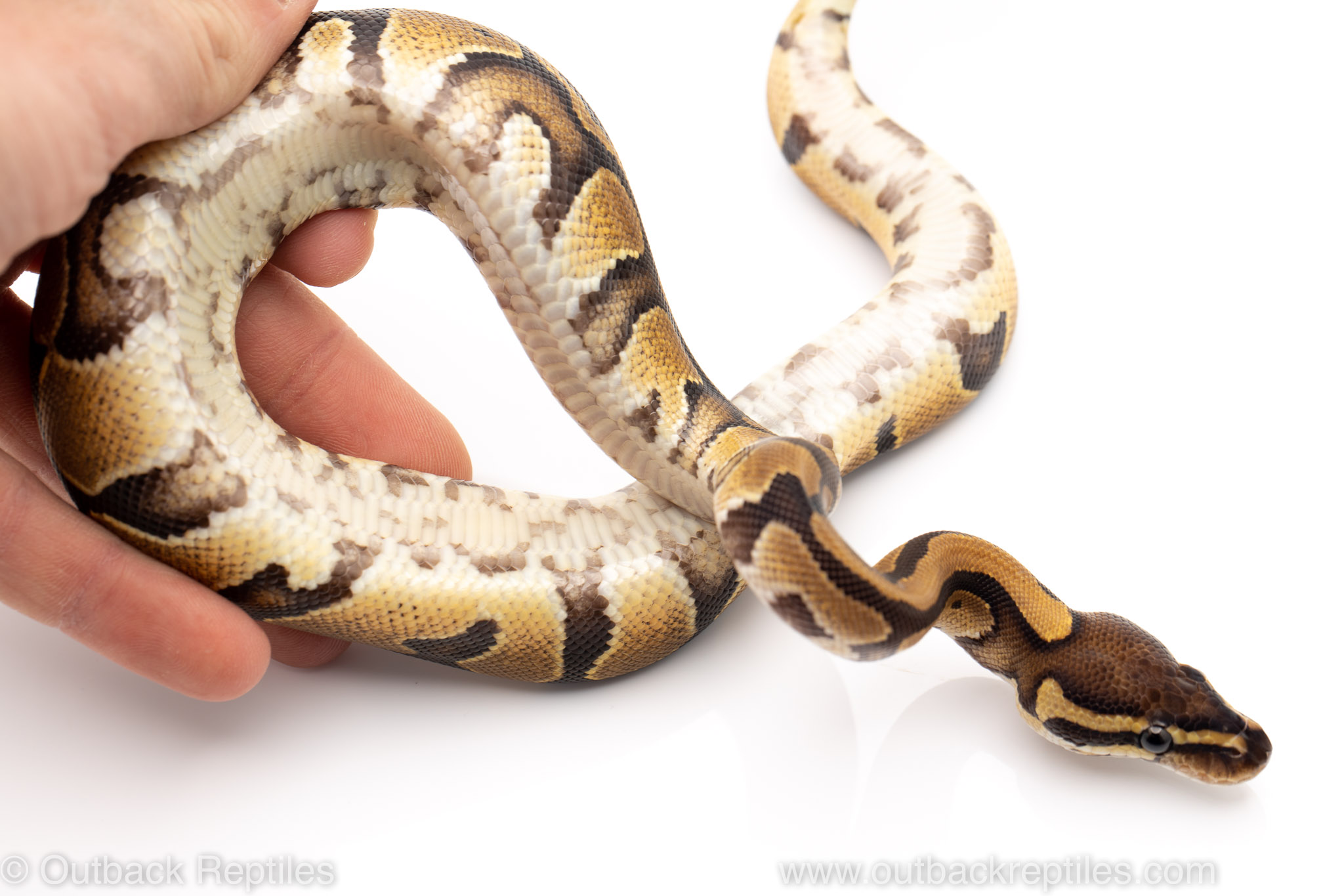 Outback Reptiles - Live Reptiles for Sale!