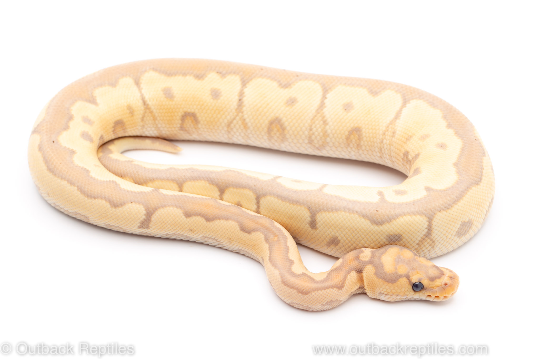 Banana clown 1 | Outback Reptiles