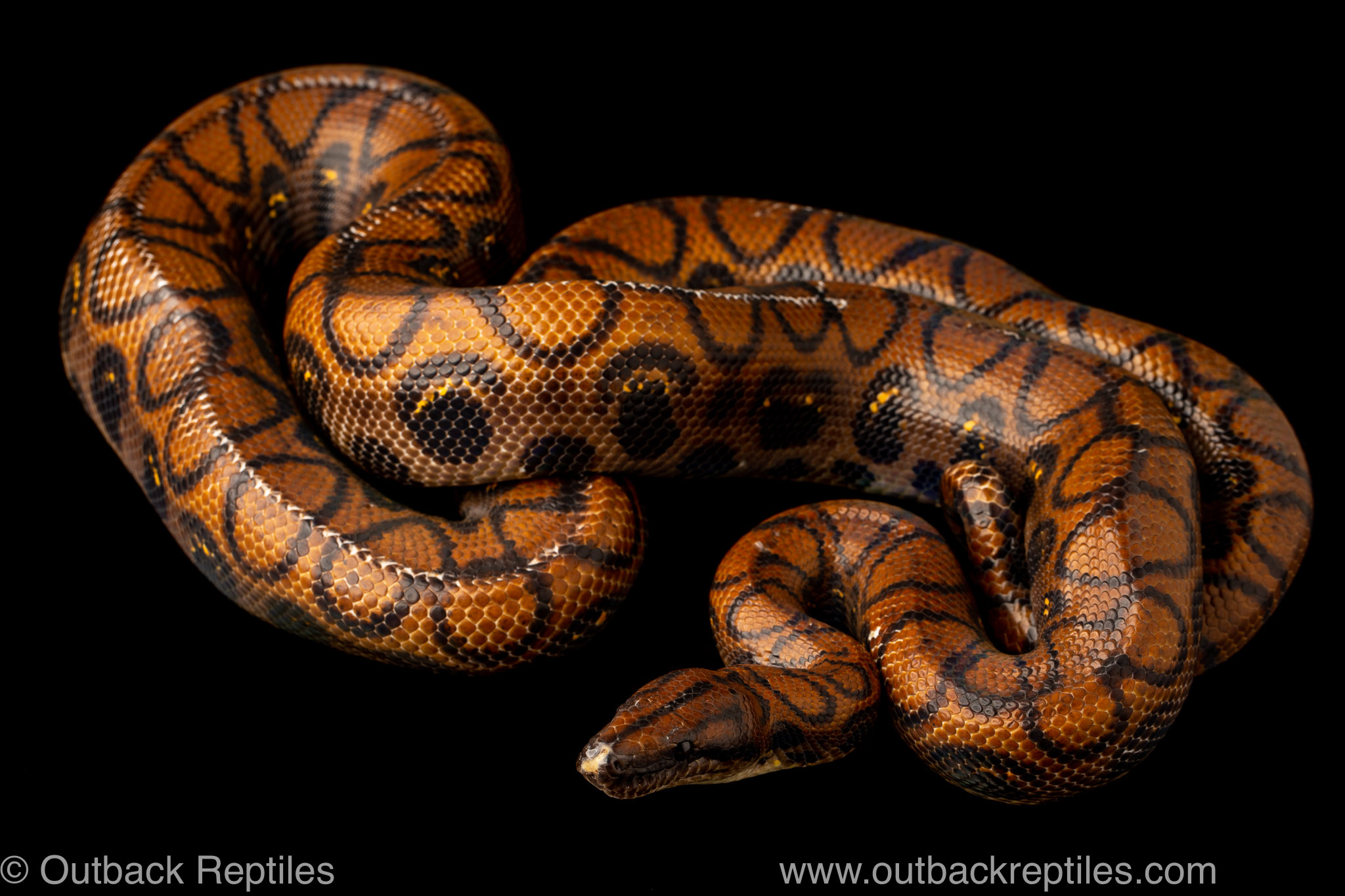 Brazilian rainbow female | Outback Reptiles