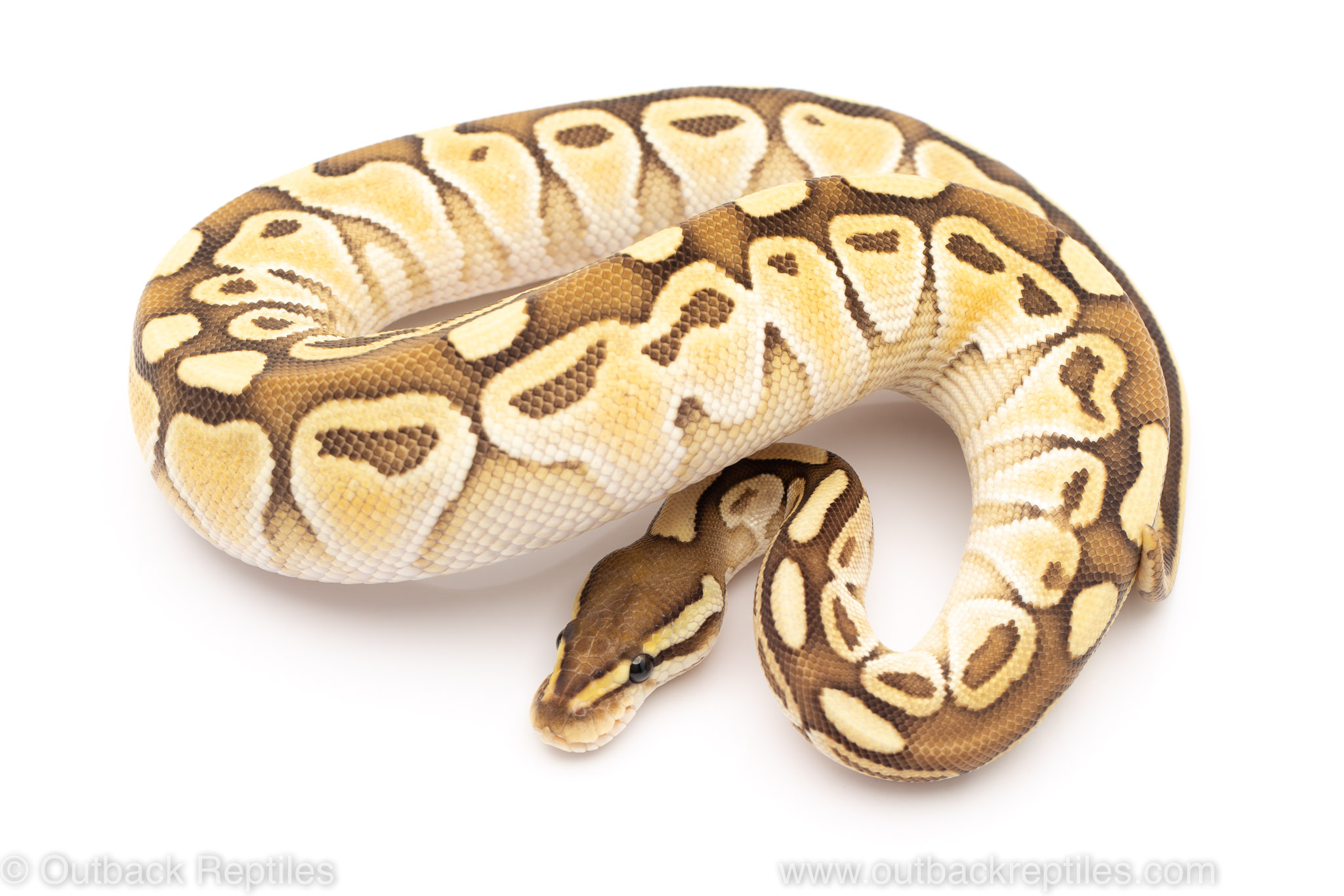 Butter Ghost Ball Python