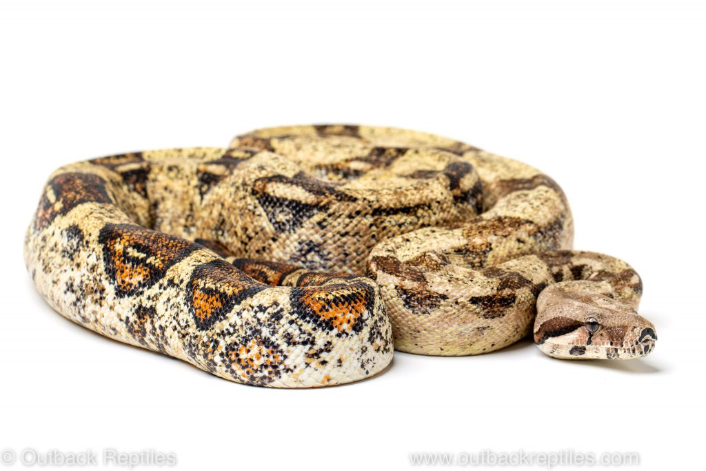 Calico Boa male 2 | Outback Reptiles