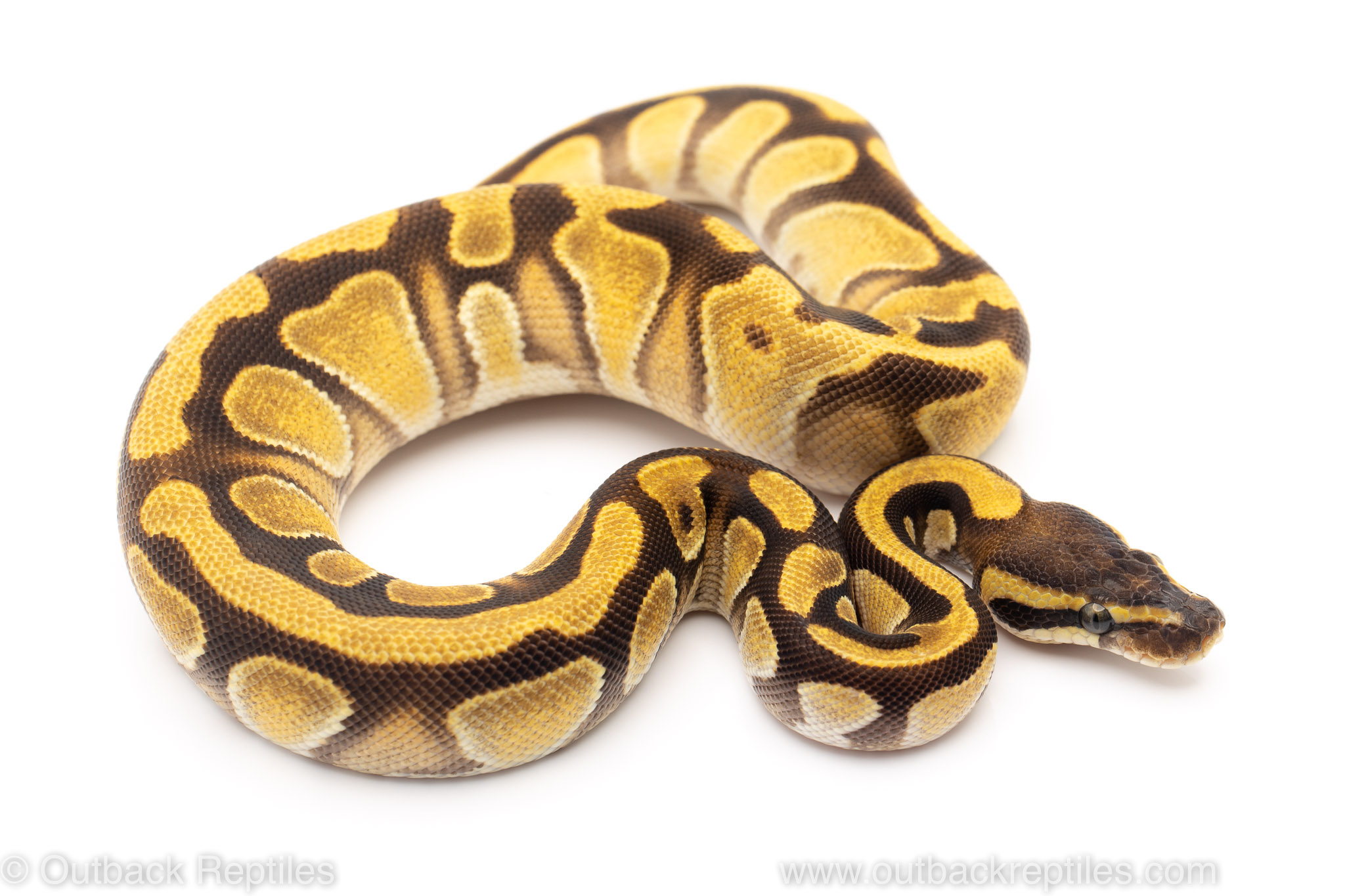 Enchi Phantom F | Outback Reptiles