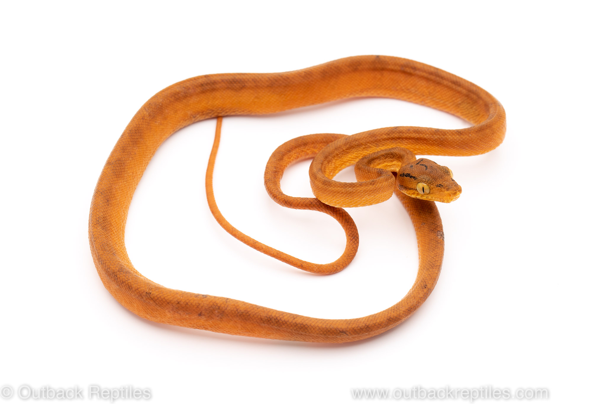 Orange Amazon baby | Outback Reptiles