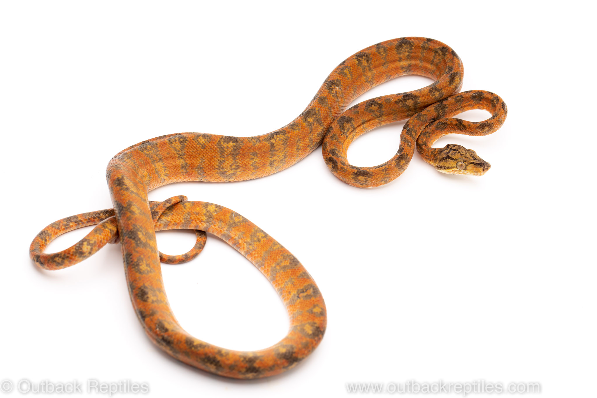 Orange amazon male | Outback Reptiles